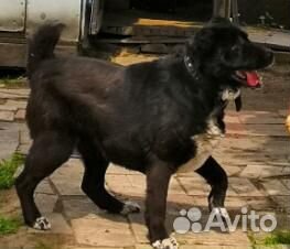 Отдадим прекрасных щенков, помесь с алабаем