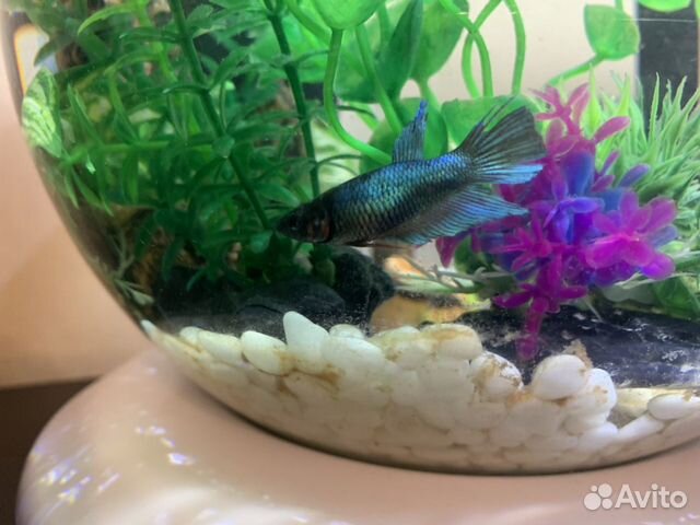 Рыбка петушок