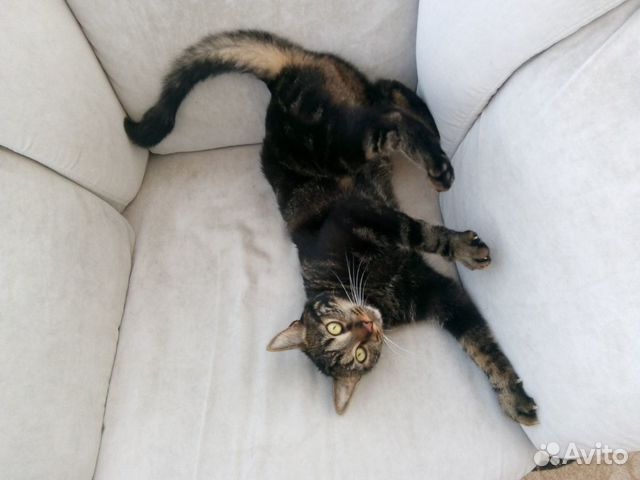 Кошечка ищет дом