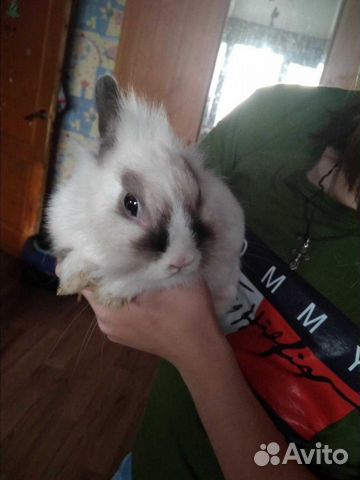 Кролик или обмен