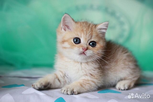 Британский золотой котик,ласковый малыш