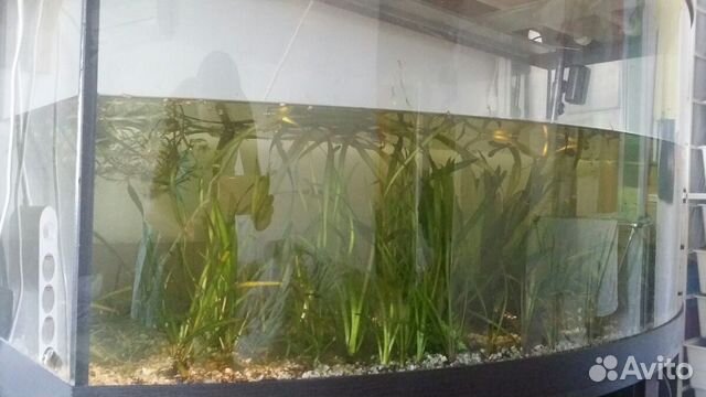 Валлиснерия гигантская с листами 30- 70 см обмен