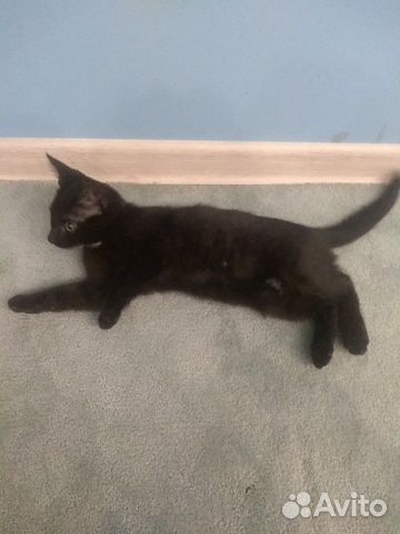 Продам катёнка