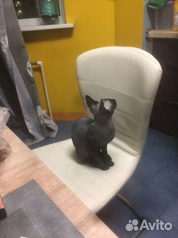 Египетский сфинкс