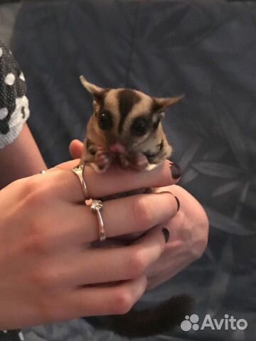 Продаются сахарные поссумы, пара мальчик и девочка