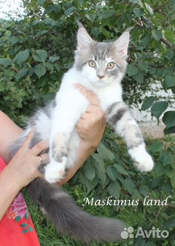 Котенок мейн-кун (котик)