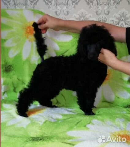 Черные малые пудели