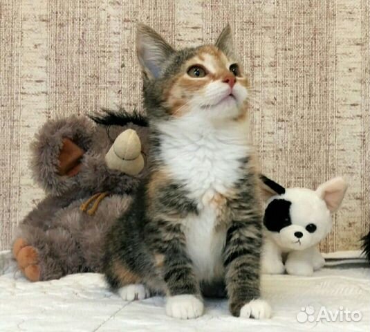 Котенок девочка 2 мес