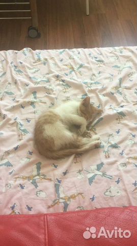 Котенок, мальчик, Крош, в хорошие руки