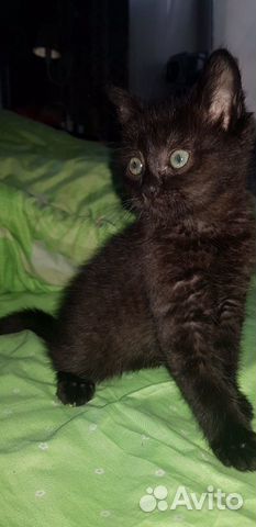 Кнопочка в добрые руки