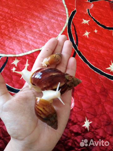 Гигантские ручные улитки Ахатина Альбино