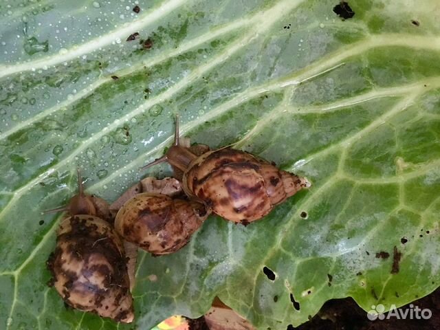 Улитка Ахатина 6 месяцев