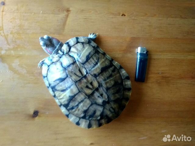 Красноухая черепаха (Trachemys scripta)