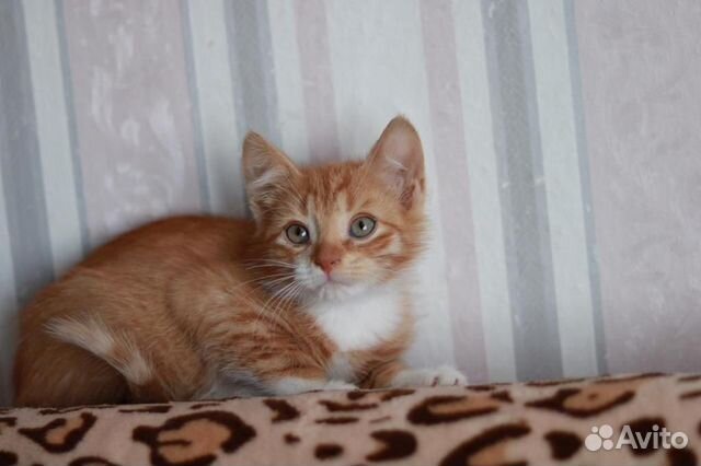 В добрые руки