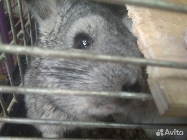 Шиншиллы пара