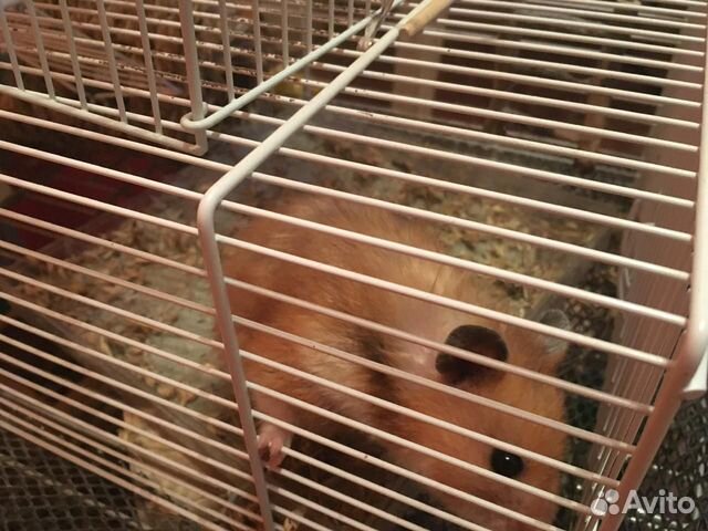 Хомяки (три девочки и один мальчик)