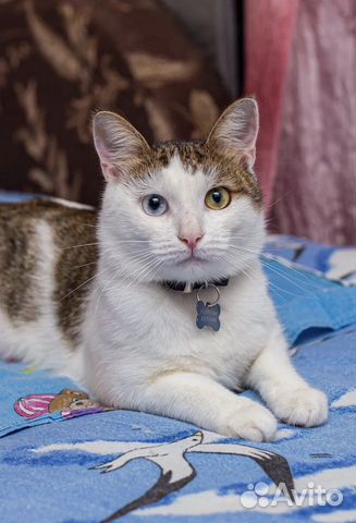 Чижик ищет дом