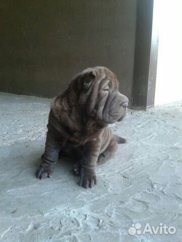 Продажа щенков Шарпея