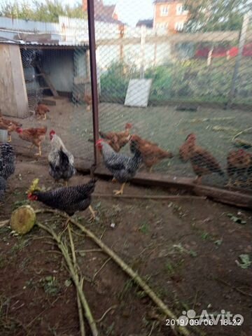 Петухи крапчатые доминанты,7 месяцев