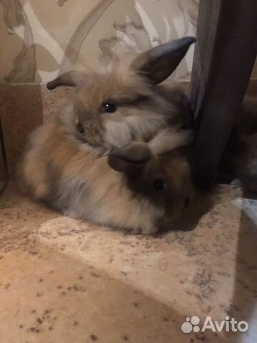 Крольчонок львиноголовый