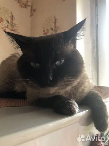Вязка тайского кота