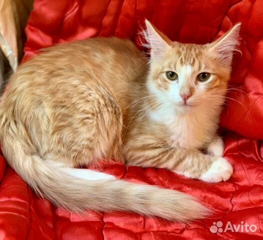 Котик Сэм ищет дом