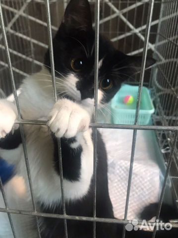 Кошечка,очень ласковая