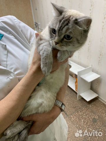 Голубоглазую красавицу в дар