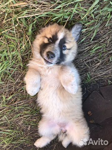 Щенок девочка 1,5 месяца пушистая