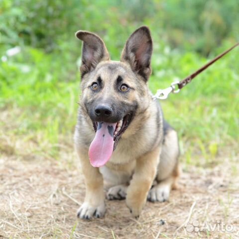 Отдам в добрые руки