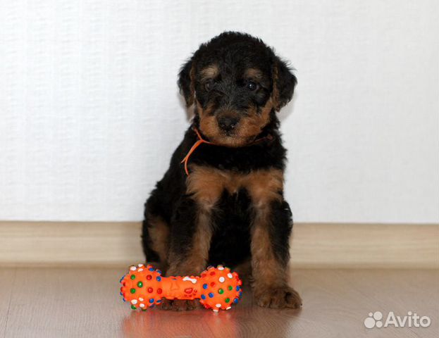 Мальчики эрдельтерьера