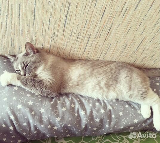 Отдадим котика в любящую семью