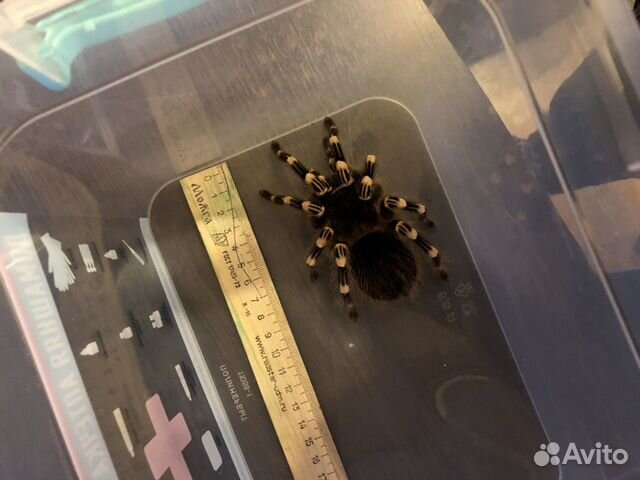 Птицеед. Acanthoscurria geniculata