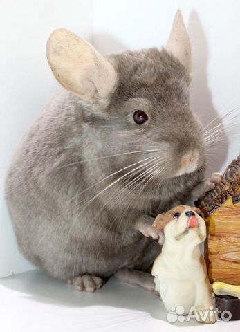 Шиншилла Коричневый эбони фиолет мальчик