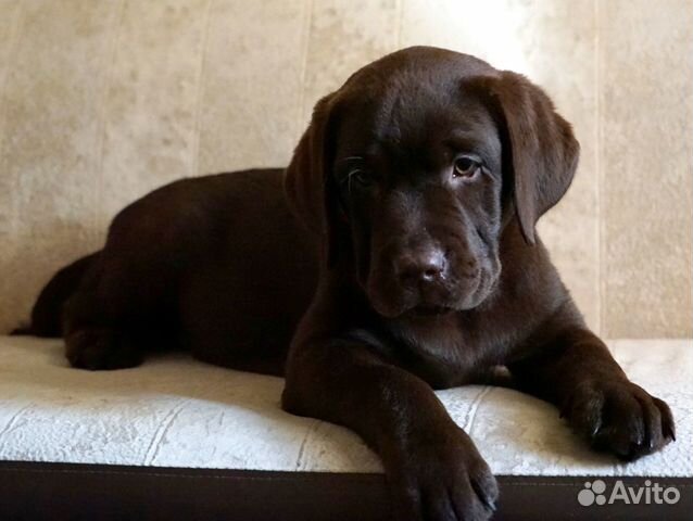 Щенки Лабрадора Шоколад
