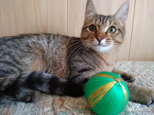 Тимка ищет дом