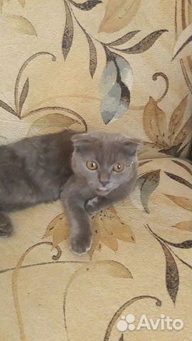 Найдена кошка британская вислоухая в районе Амур у