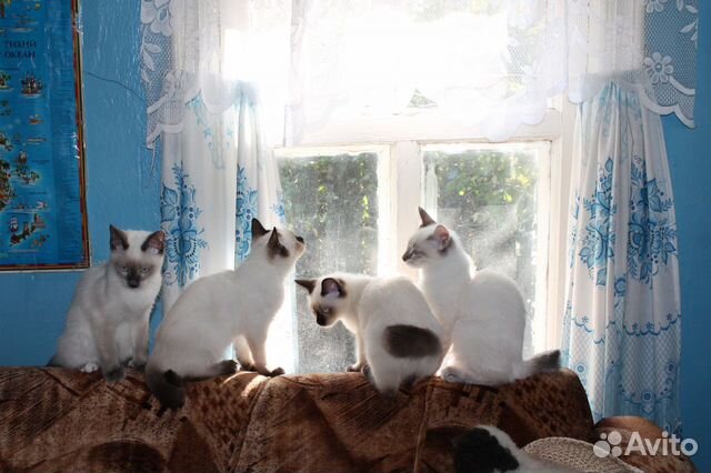 Котята той-бобы