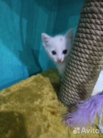 Продаётся котенок донского сфинкса, девочка 2 меся