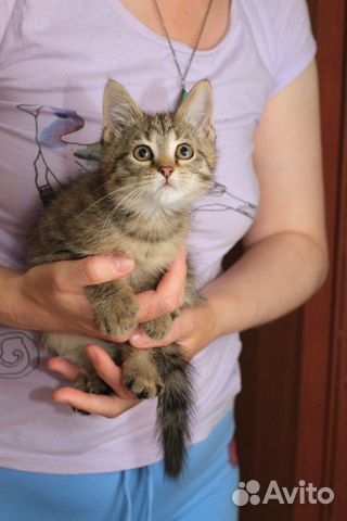Зайка около 3 мес