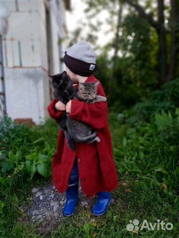 Отдам котят в хорошие руки
