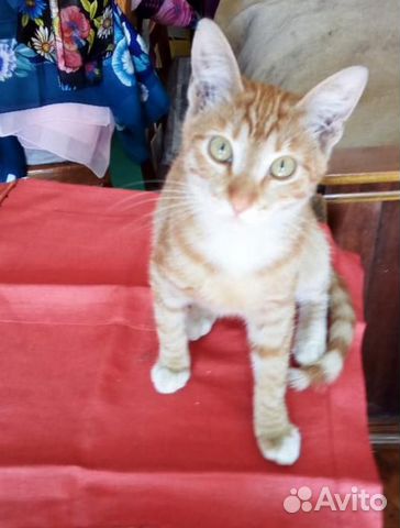 Обаятельный, рыжий котёнок мальчик Яша в дар