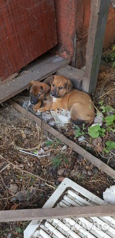 Такса метис