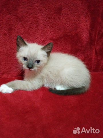 Очаровательные пушистики