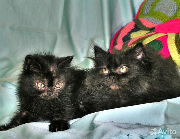 Котики-экзотики