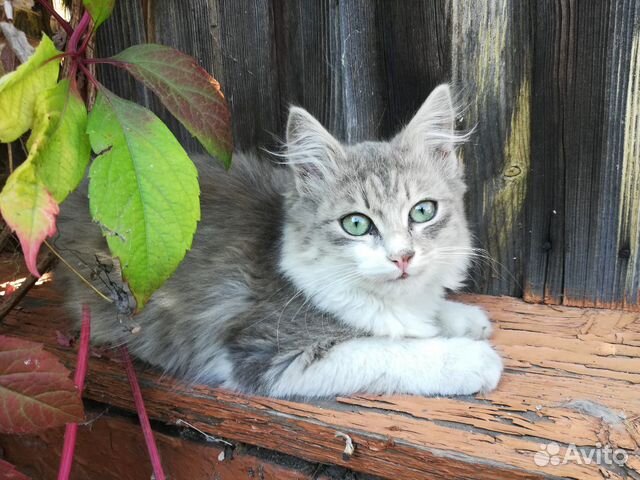 Котёнок