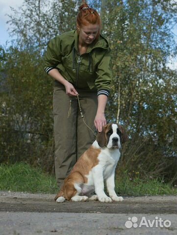 Щенок кш сенбернара (сука)