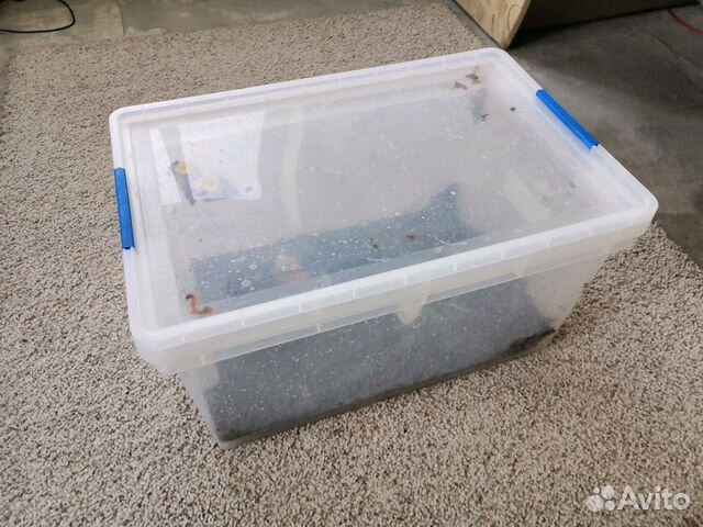 Улитки Ахатина Ретикулята