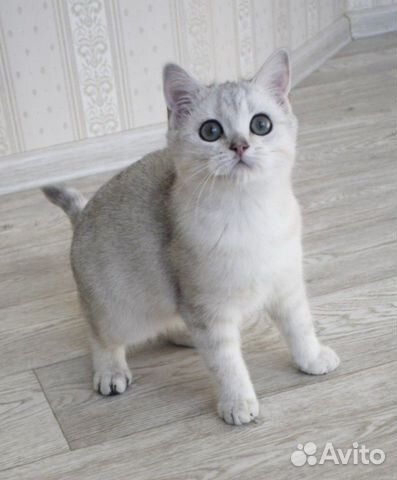 Зеленоглазая шиншилла