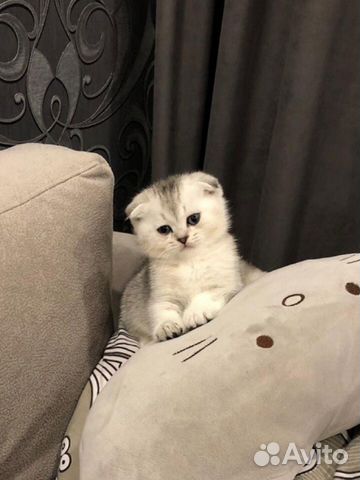 Вислоухий шотландец